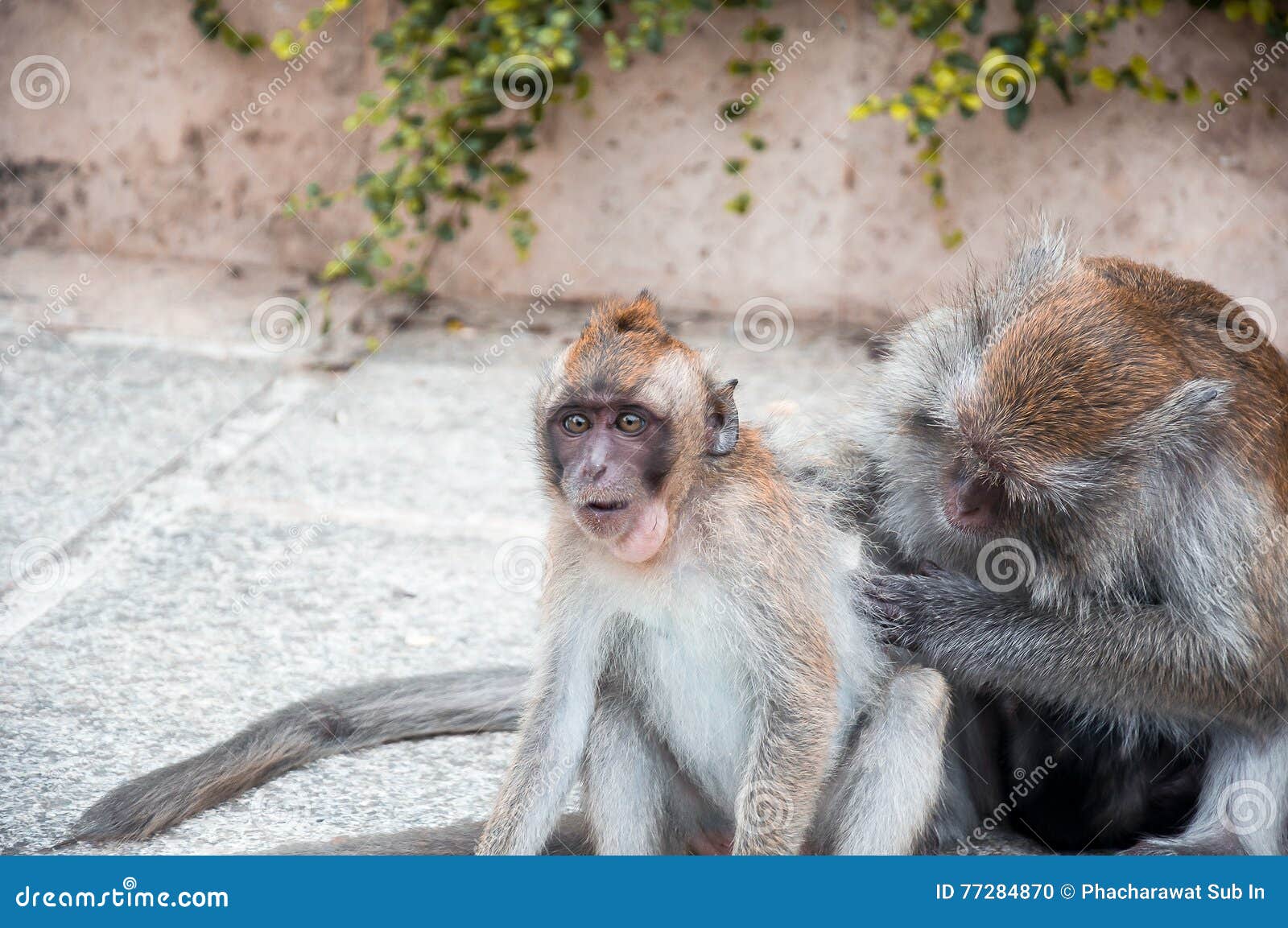 The Mother Monkey To Scratch His Baby Finding Louse. Soft Focus Stock ...