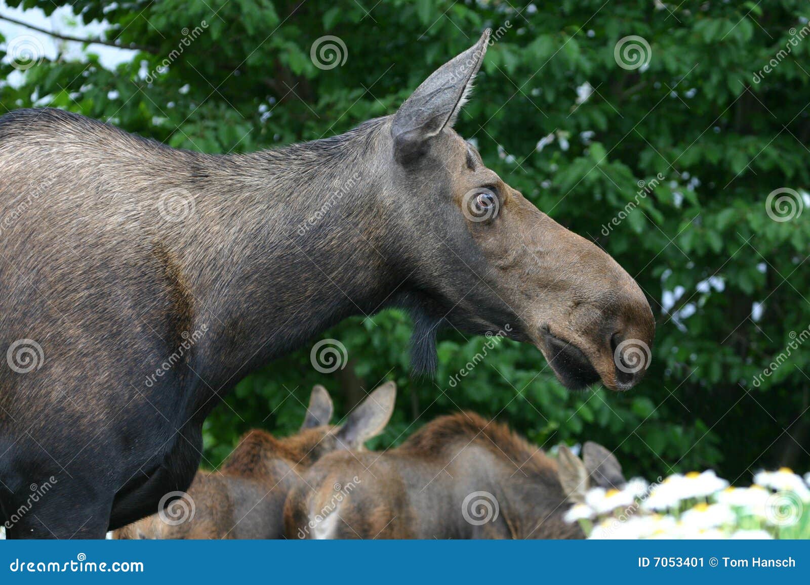 Mother Moose stock image. Image of foraging, large, colorado - 7053401