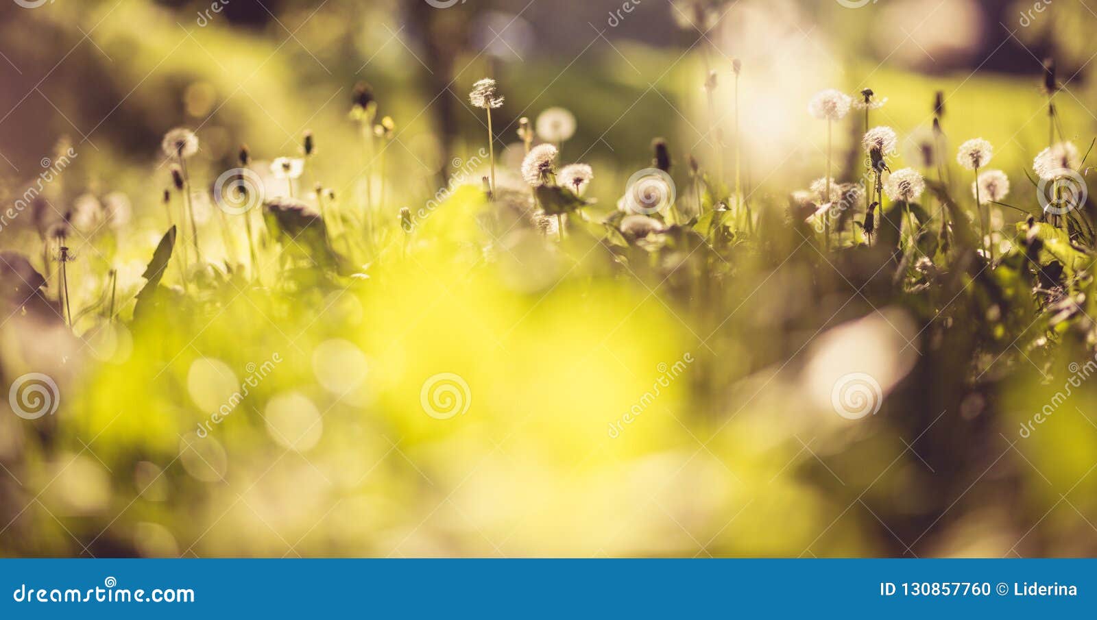 Mother nature. stock photo. Image of season, young, green - 130857760