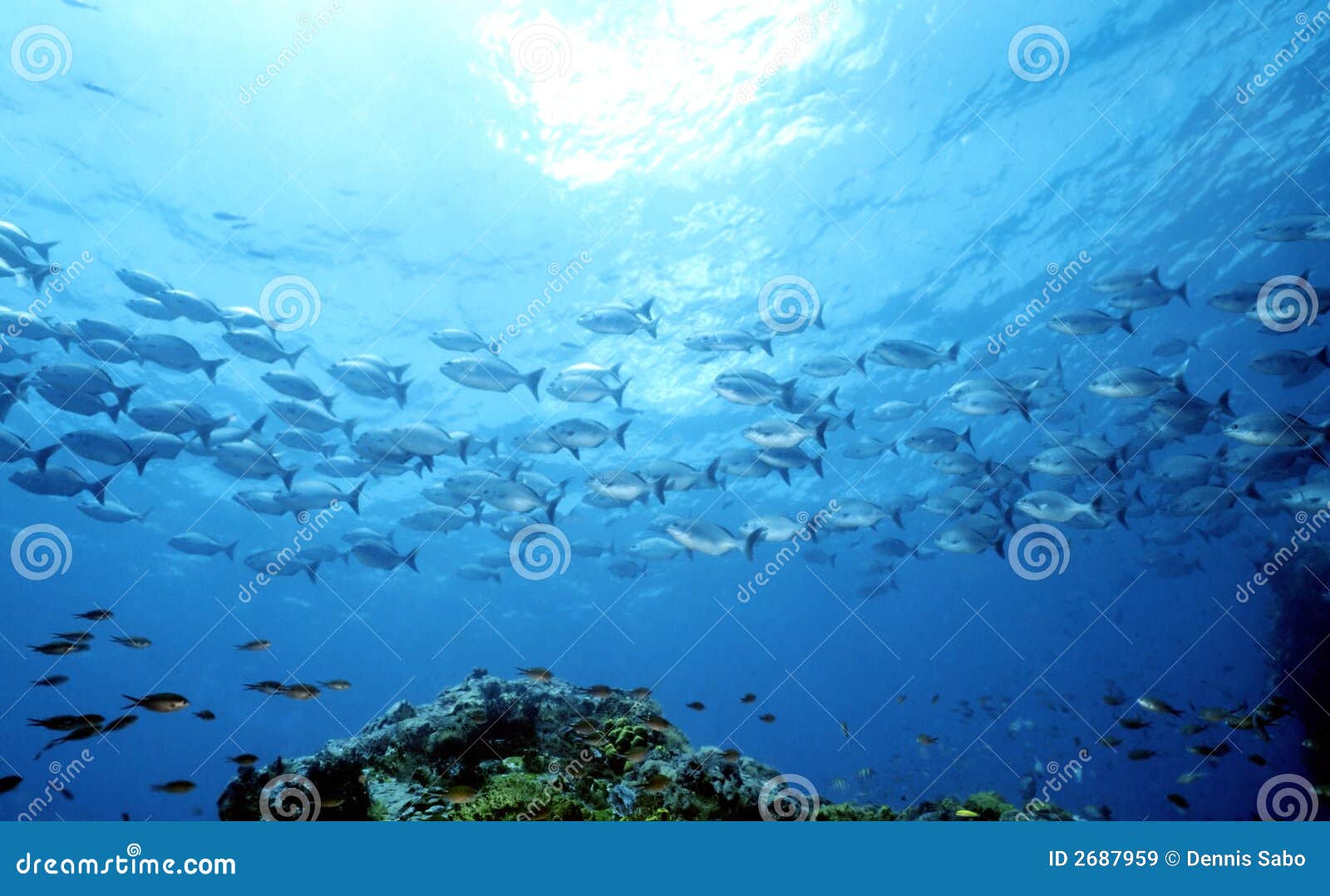 Mother Ocean Part 1 stock image. Image of biology, pacific - 2687959