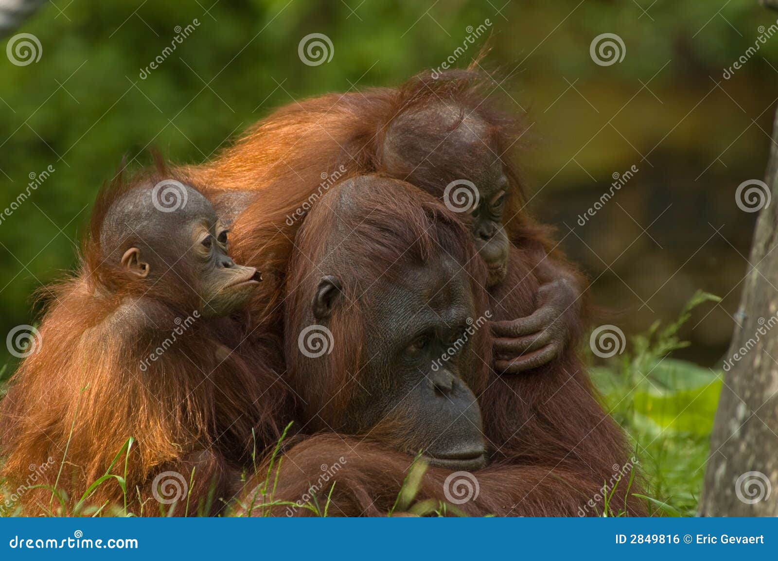 Mother Orangutan With Her Baby Stands On A Log And Rests About A Tree ...