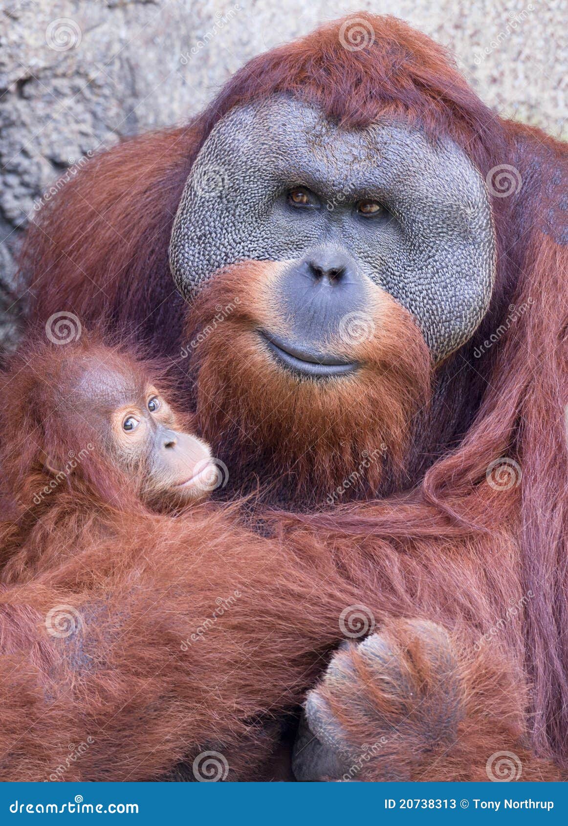 Mother orangutan with baby stock image. Image of smile - 20738313