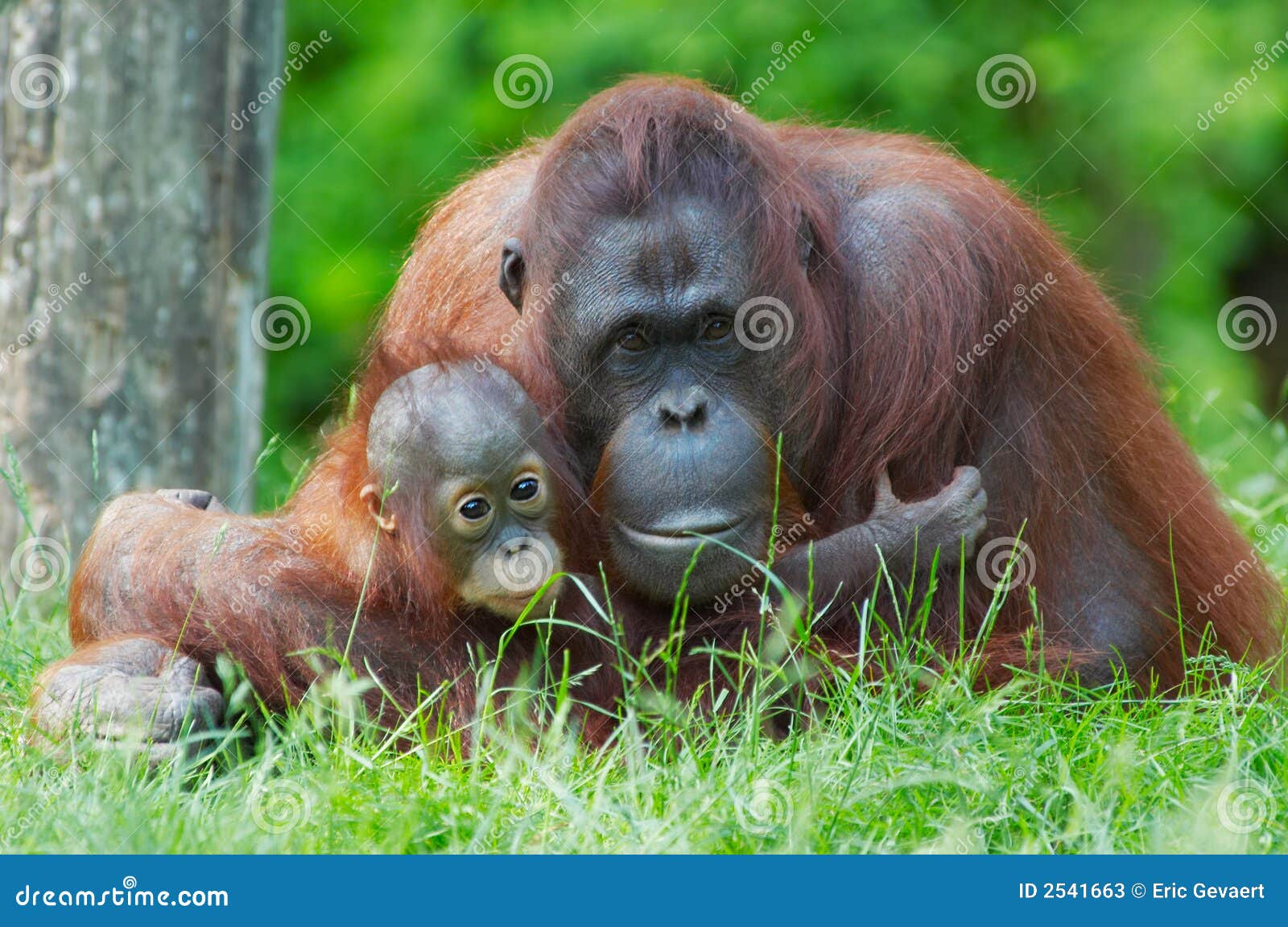Mother Orangutan With Her Baby Stands On A Log And Rests About A Tree ...