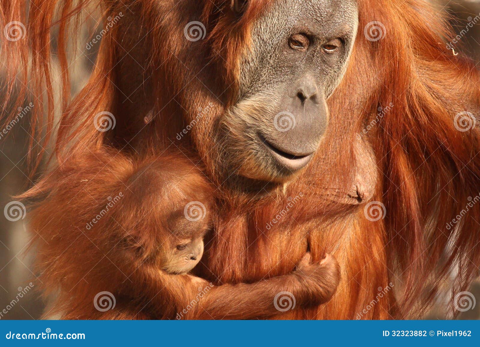 Mother Orangutan with Her Baby Stock Photo - Image of female, mother ...
