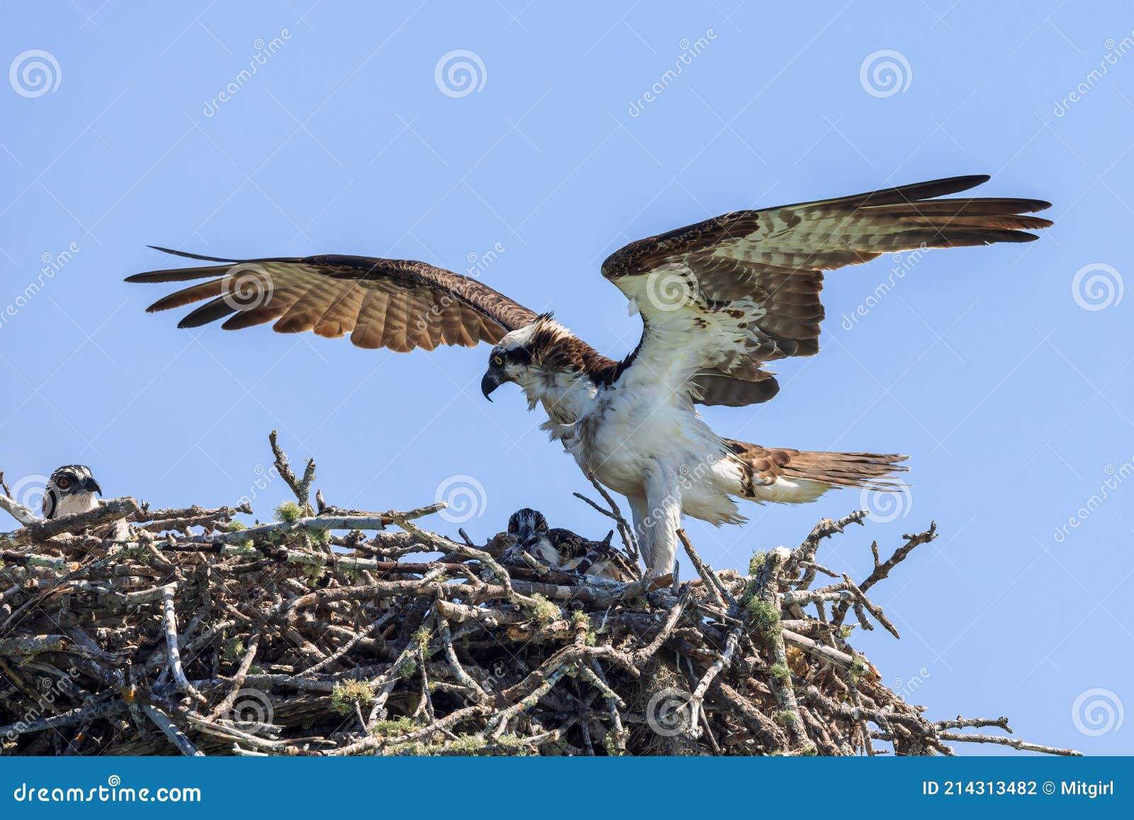 Eagle Protecting Young Stock Photos - Free & Royalty-Free Stock Photos ...