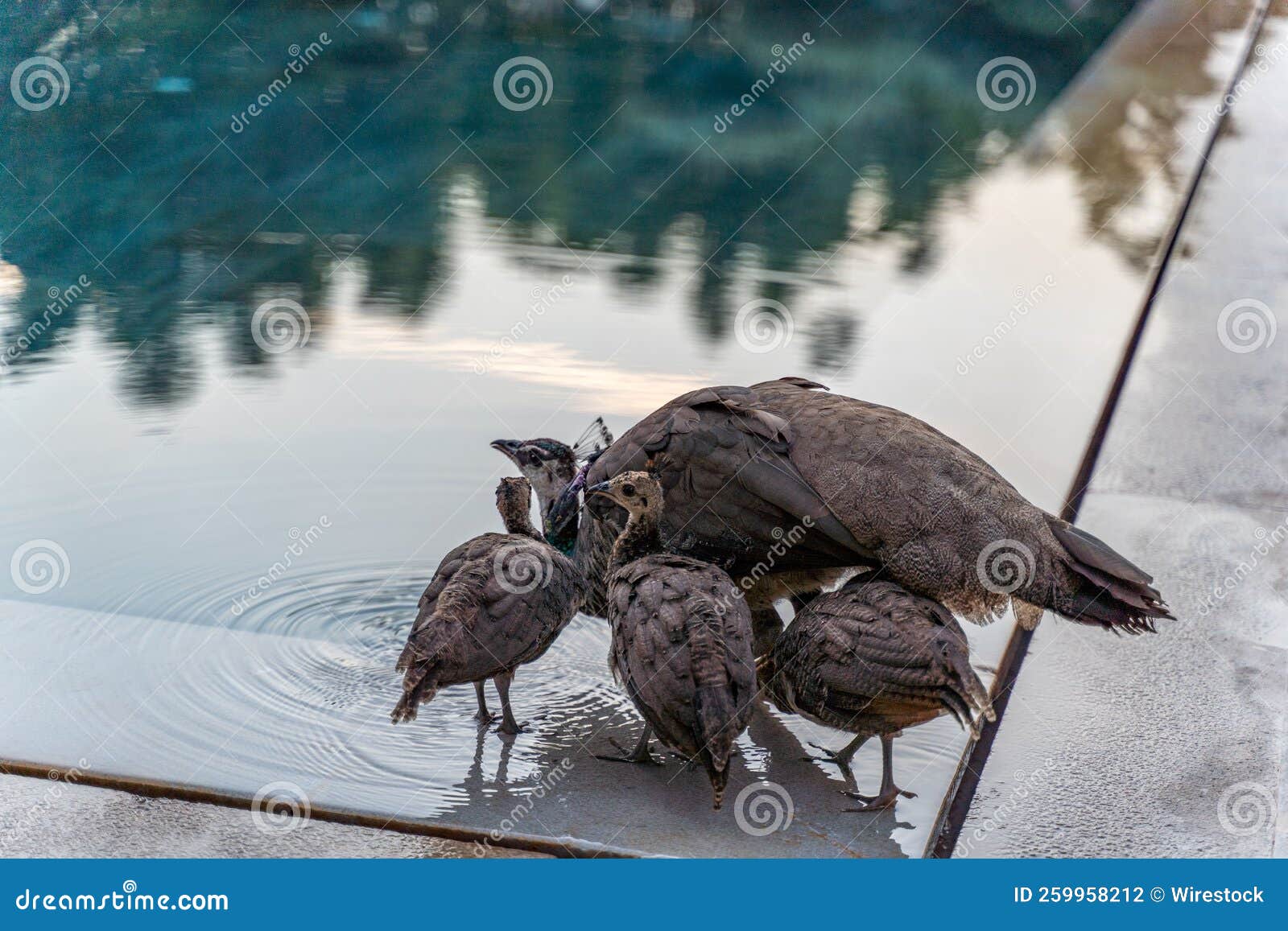 Mother Peacock with 3 Children by the Pool Side Drinking Water Stock ...
