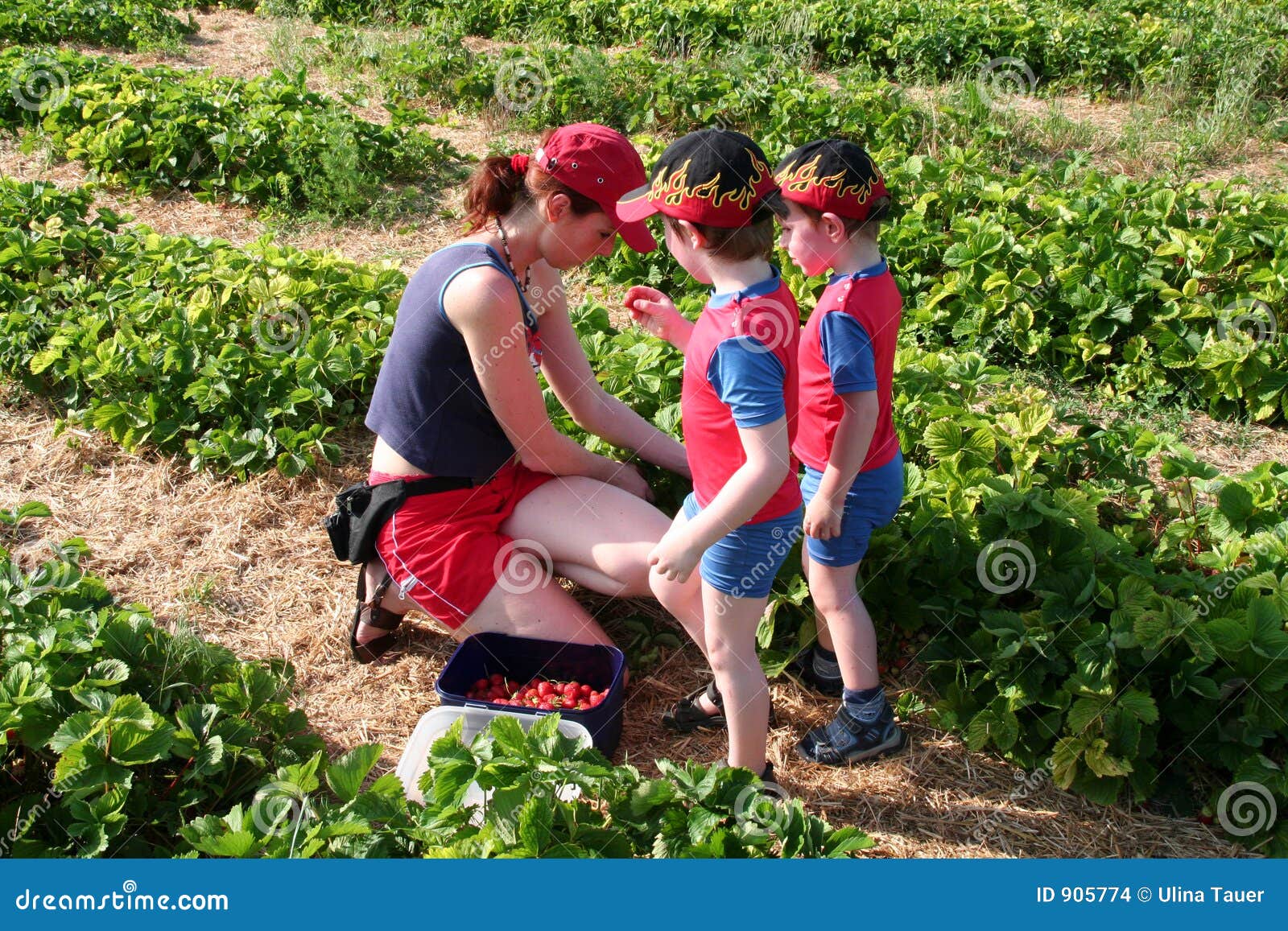 Mother Picking Strawberries with Her Sons Stock Photo - Image of ...
