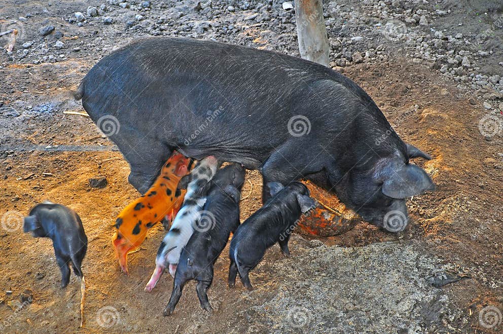 Mother pig and babies stock photo. Image of motherhood - 23180966