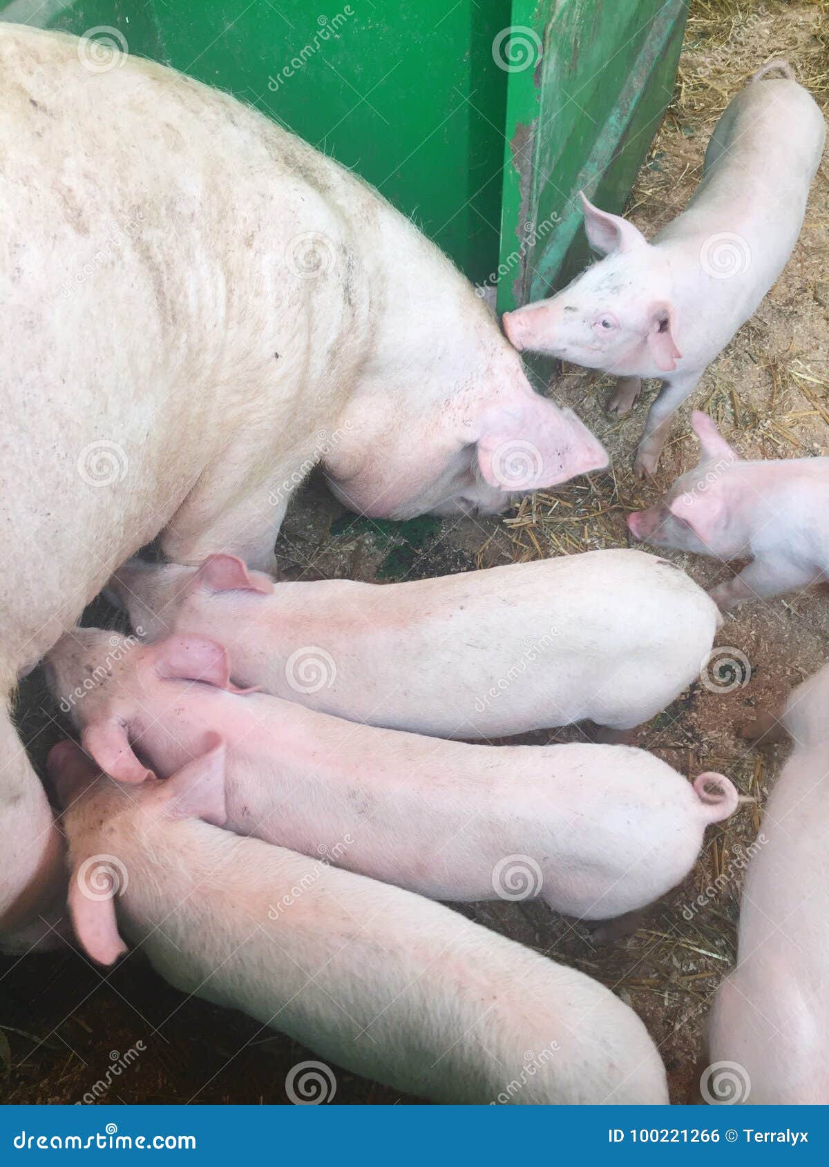 Pig Mother And Pigs In Barn. Brood Of Little Pigs On Farm. Pig Family ...