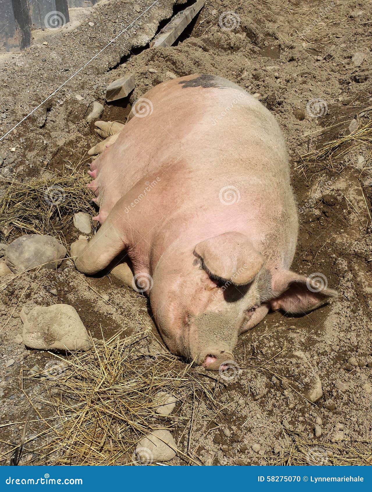 Mother Pig stock photo. Image of ears, resting, snout - 58275070