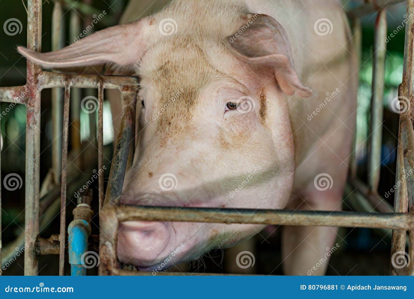 Mother Pig Stands in a Paddock with Outward. Stock Image - Image of ...