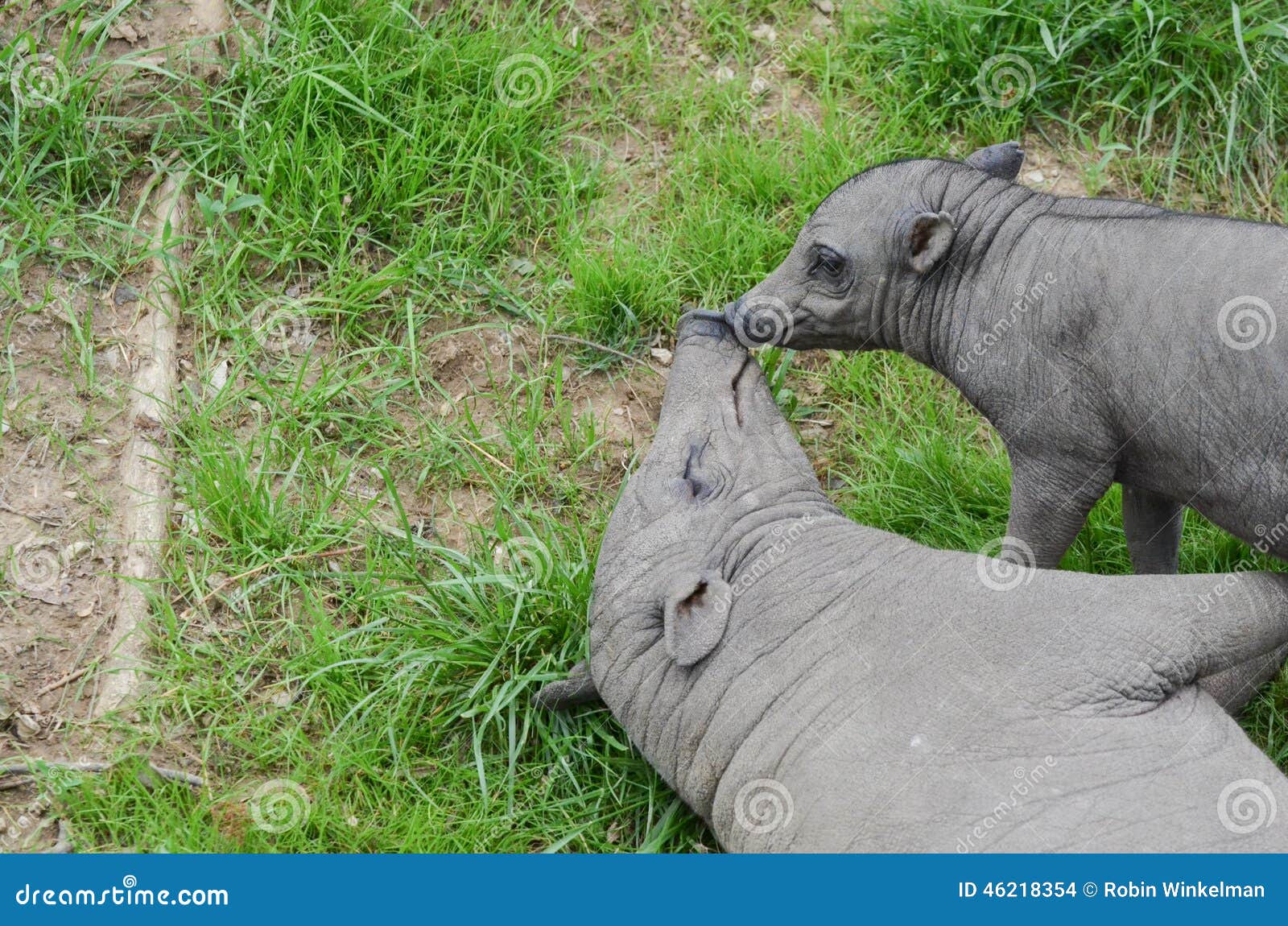 Mother and piglet stock photo. Image of kiss, gray, piglet - 46218354