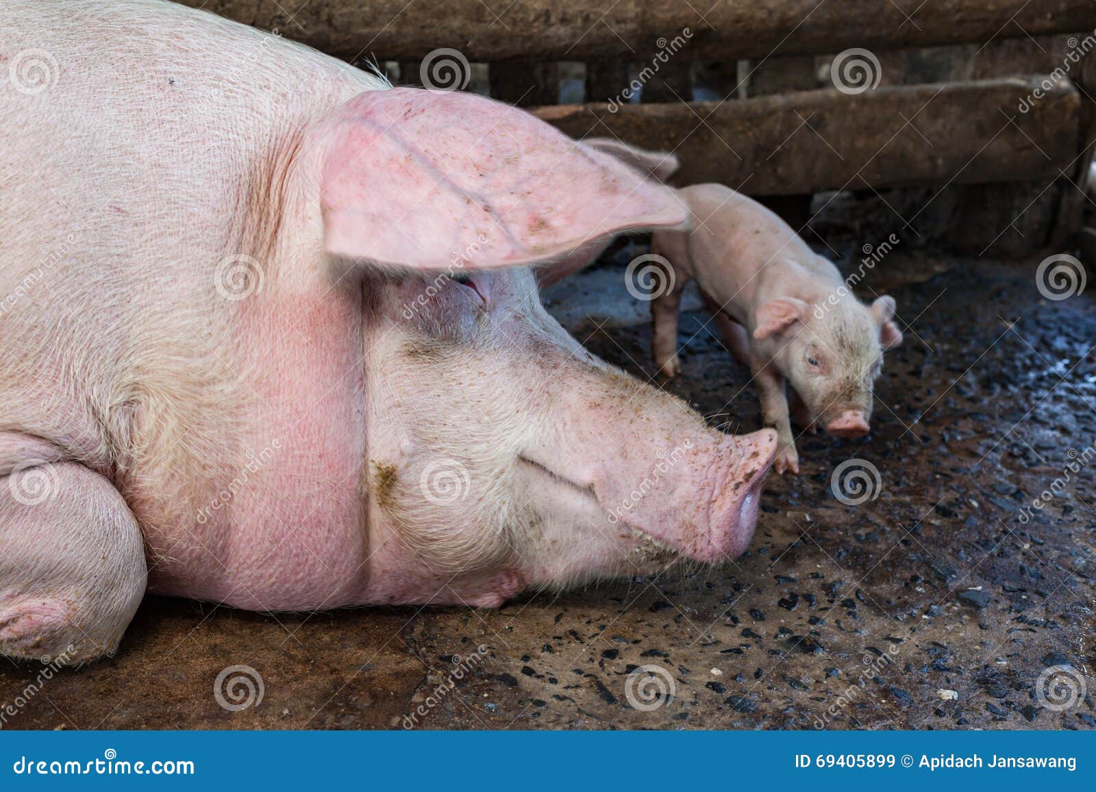 Pig Mother And Pigs In Barn. Brood Of Little Pigs On Farm. Pig Family ...