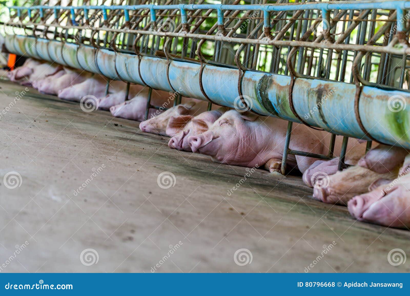 Mother Pigs are Sleeping in the Stables. Stock Photo - Image of barn ...