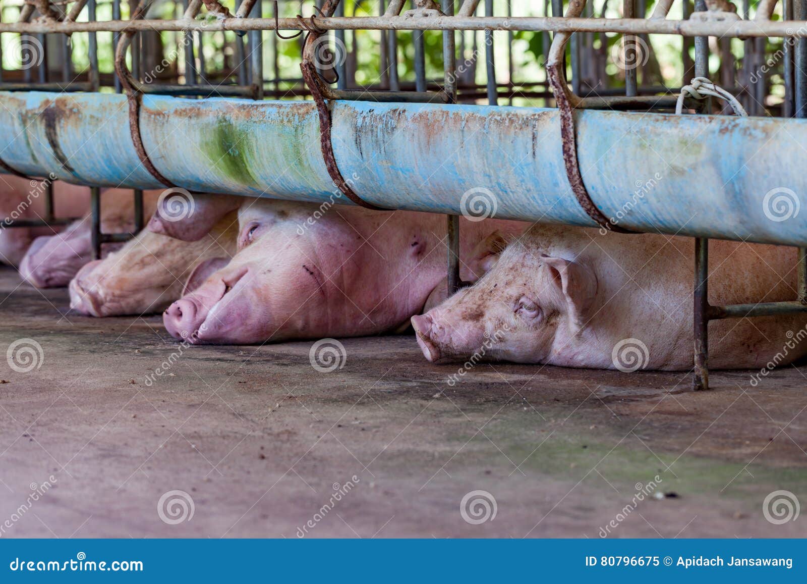Pig Mother And Pigs In Barn. Brood Of Little Pigs On Farm. Pig Family ...