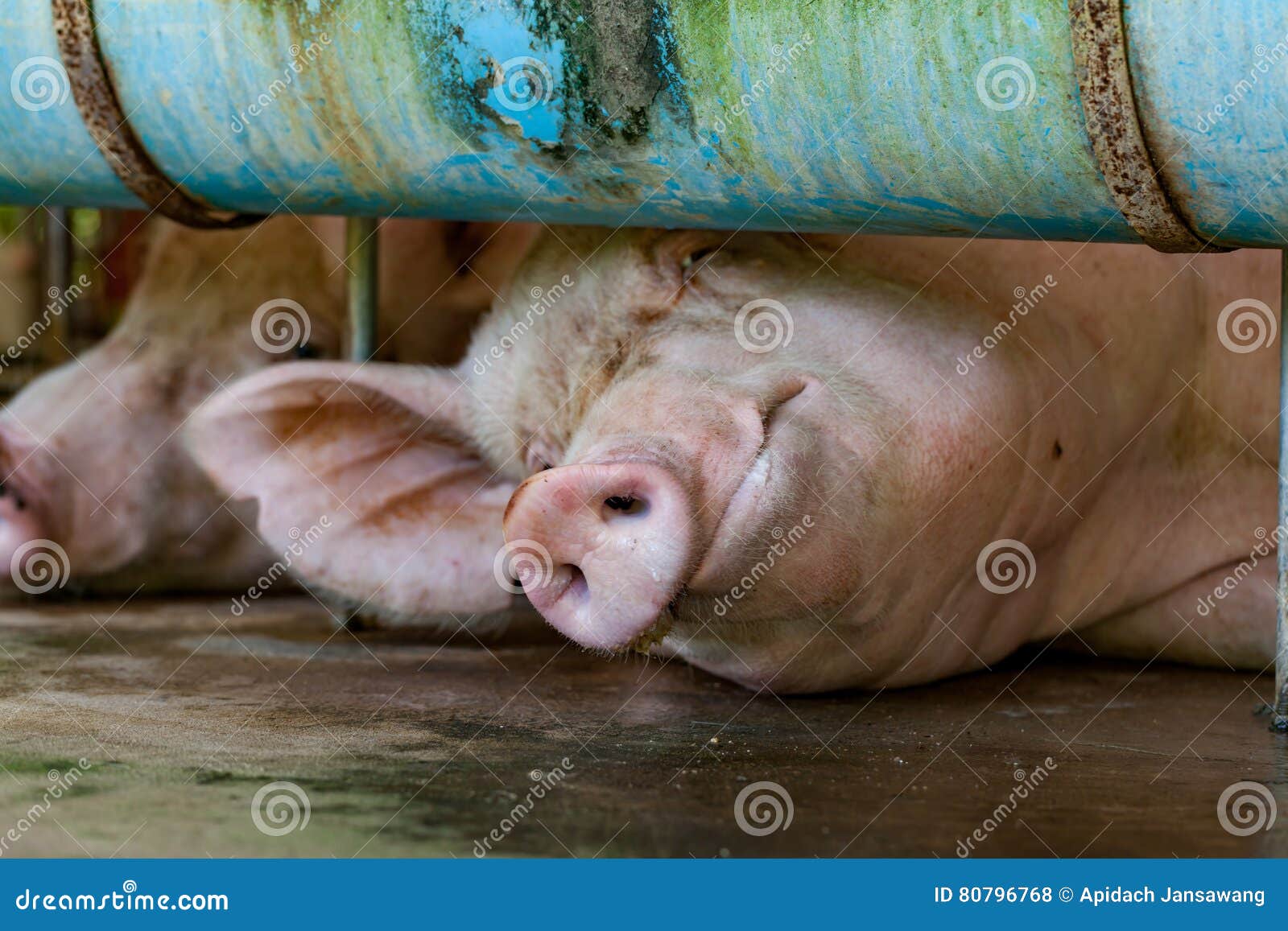 Pig Mother And Pigs In Barn. Brood Of Little Pigs On Farm. Pig Family ...