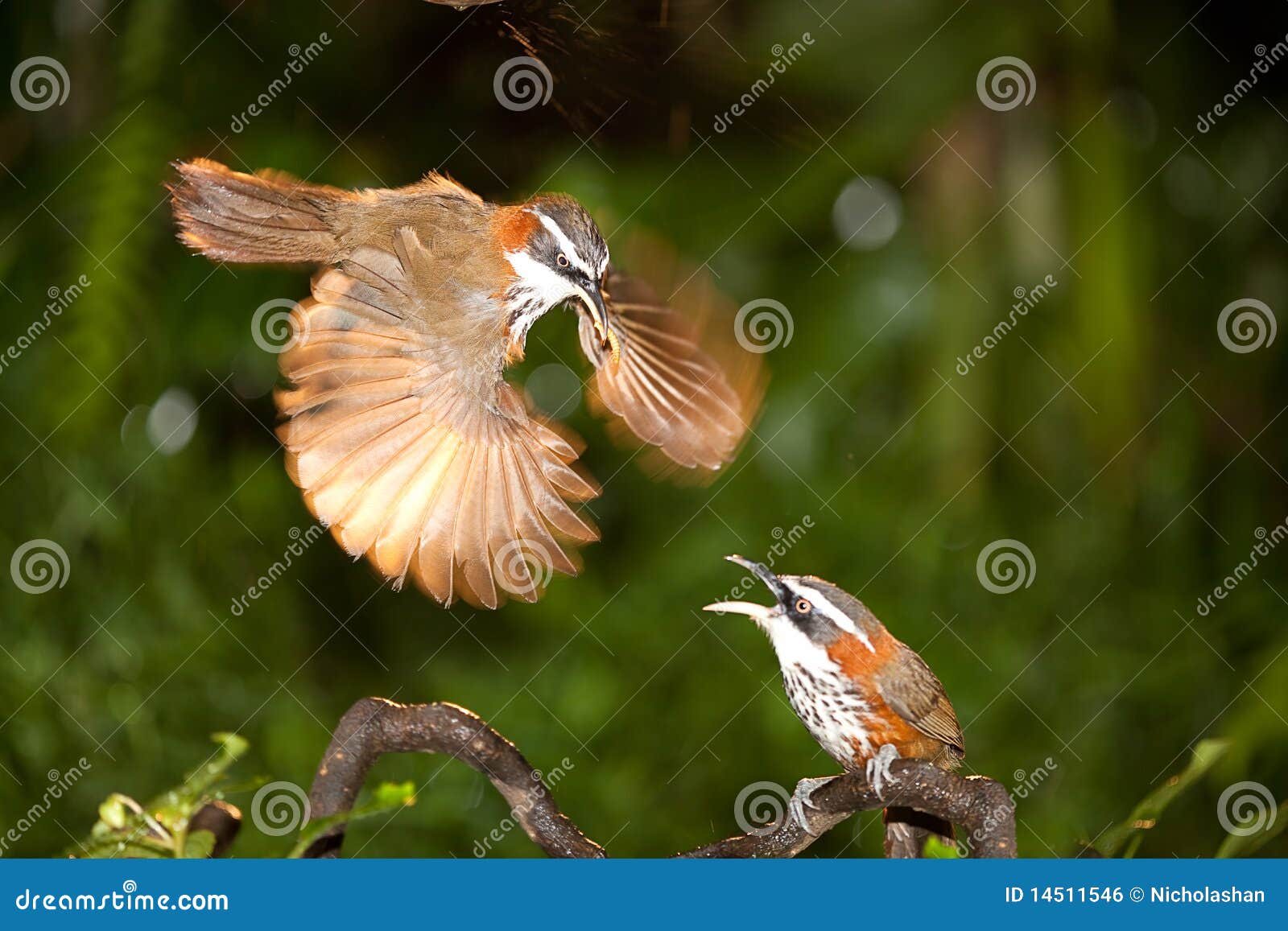 Mother Pomatorhinus Ruficollis Feeding Her Babies Stock Photo - Image ...