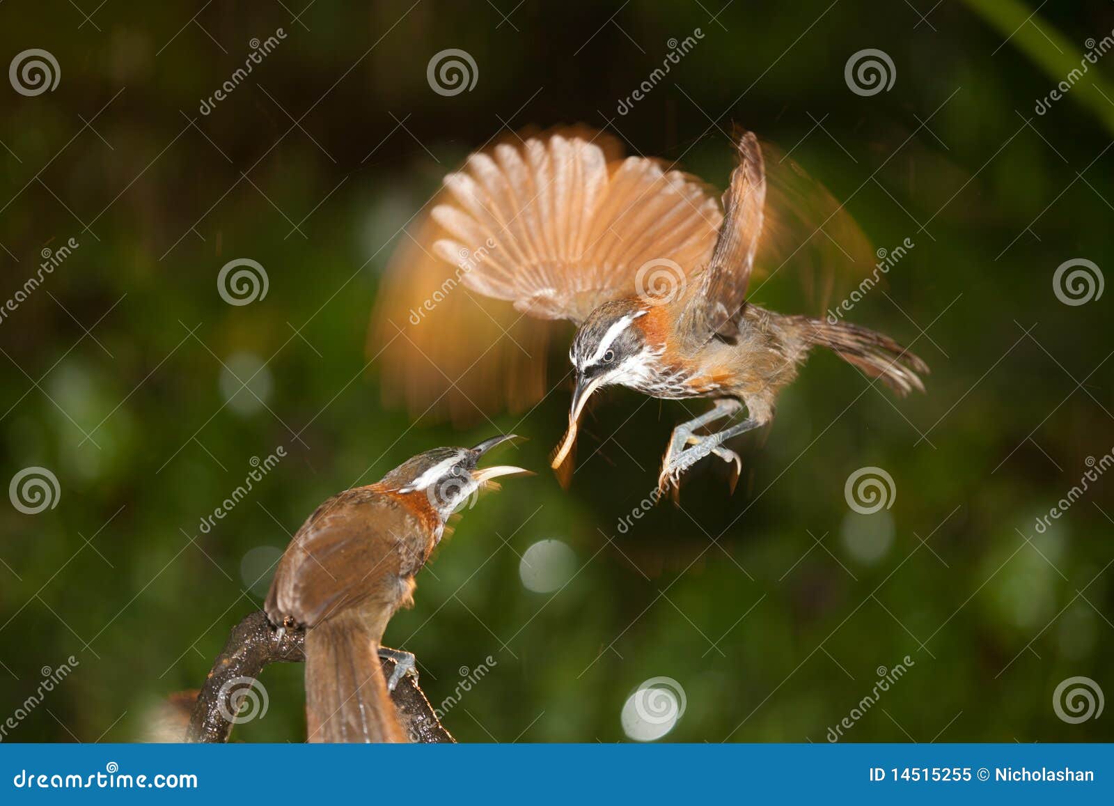 Mother Pomatorhinus Ruficollis Feeding Her Babies Stock Image - Image ...