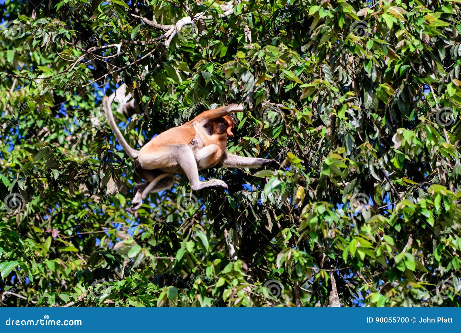 Monkey Jumping Royalty-Free Stock Photography | CartoonDealer.com #75017