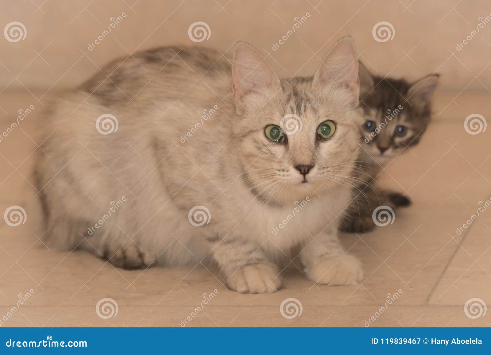 Mother protecting her baby stock image. Image of young - 119839467