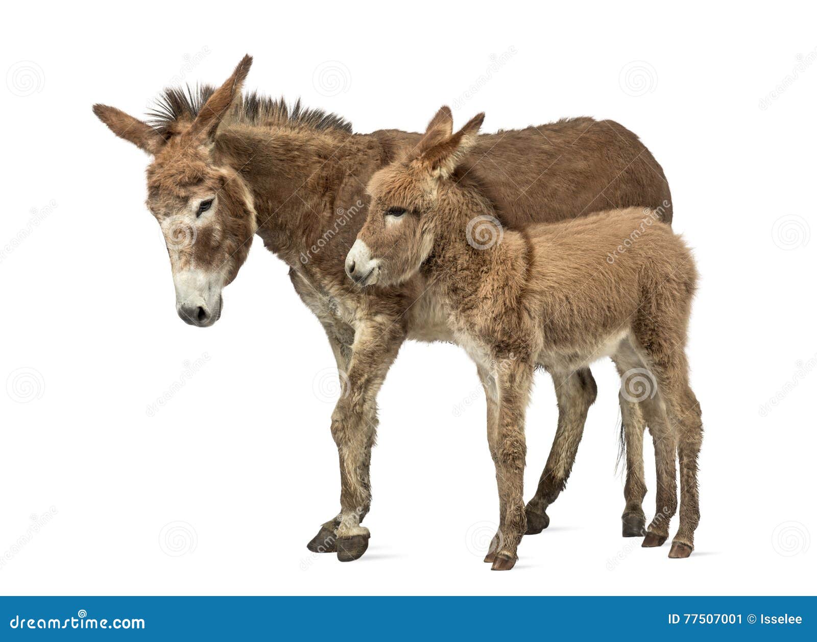 Mother Provence Donkey and Her Foal Isolated on White Stock Image ...