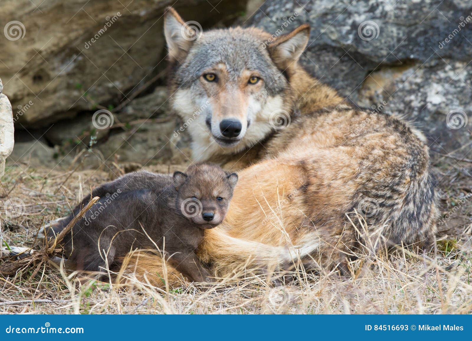 Mother and pup timber wolf stock image. Image of protective - 84516693