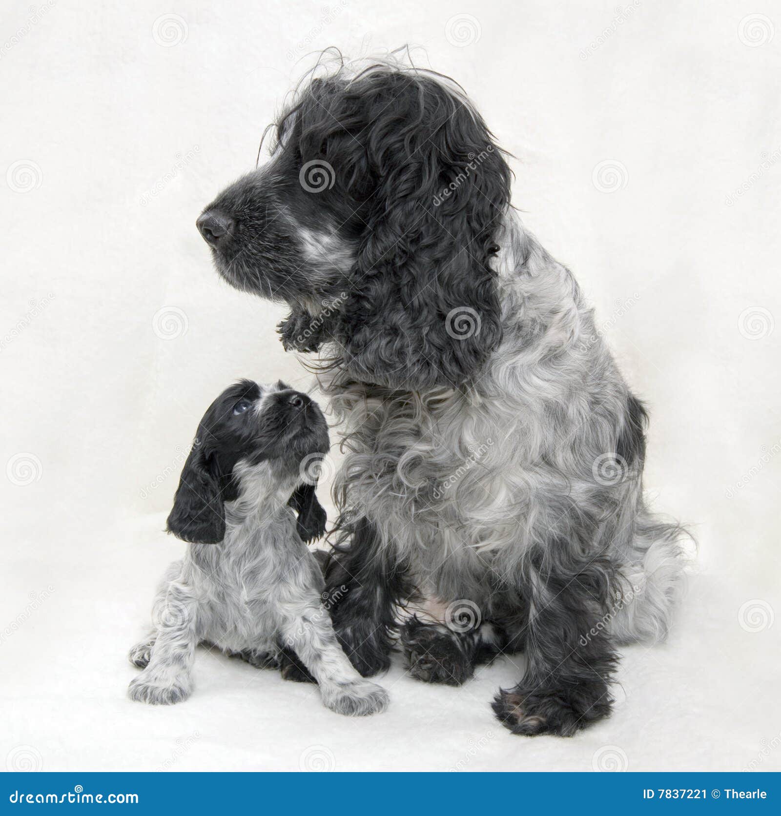 Mother and Puppy Cocker Spaniel Blue Roan Stock Image - Image of ...
