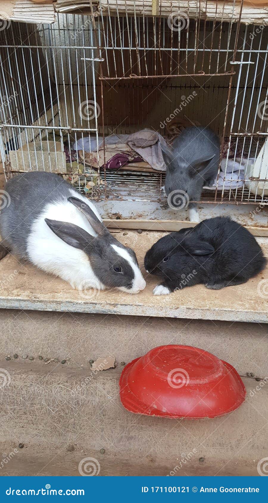 Mother Rabbit and Babies Bunnies Stock Image - Image of babies, rabbit ...