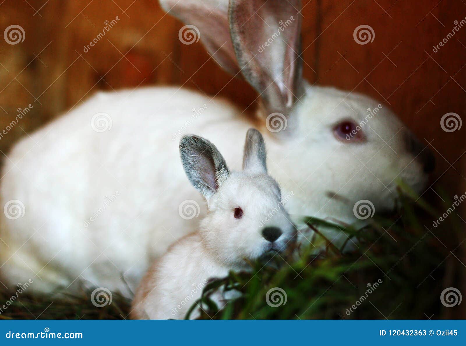 Mother-rabbit and Little Rabbit Sitting in the Nest. Stock Image ...