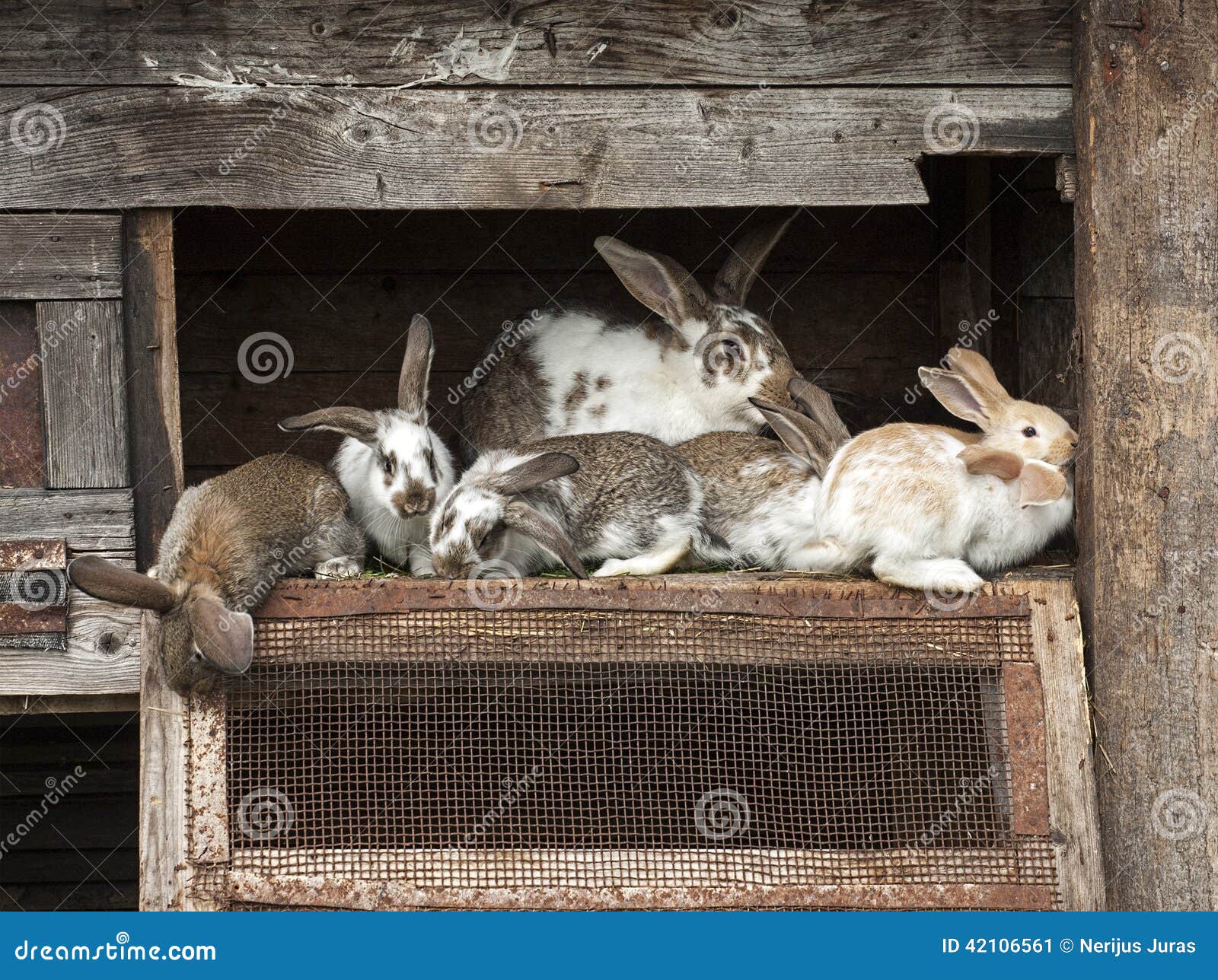 Mother Rabbit with Newborn Bunnies Stock Image - Image of growing ...
