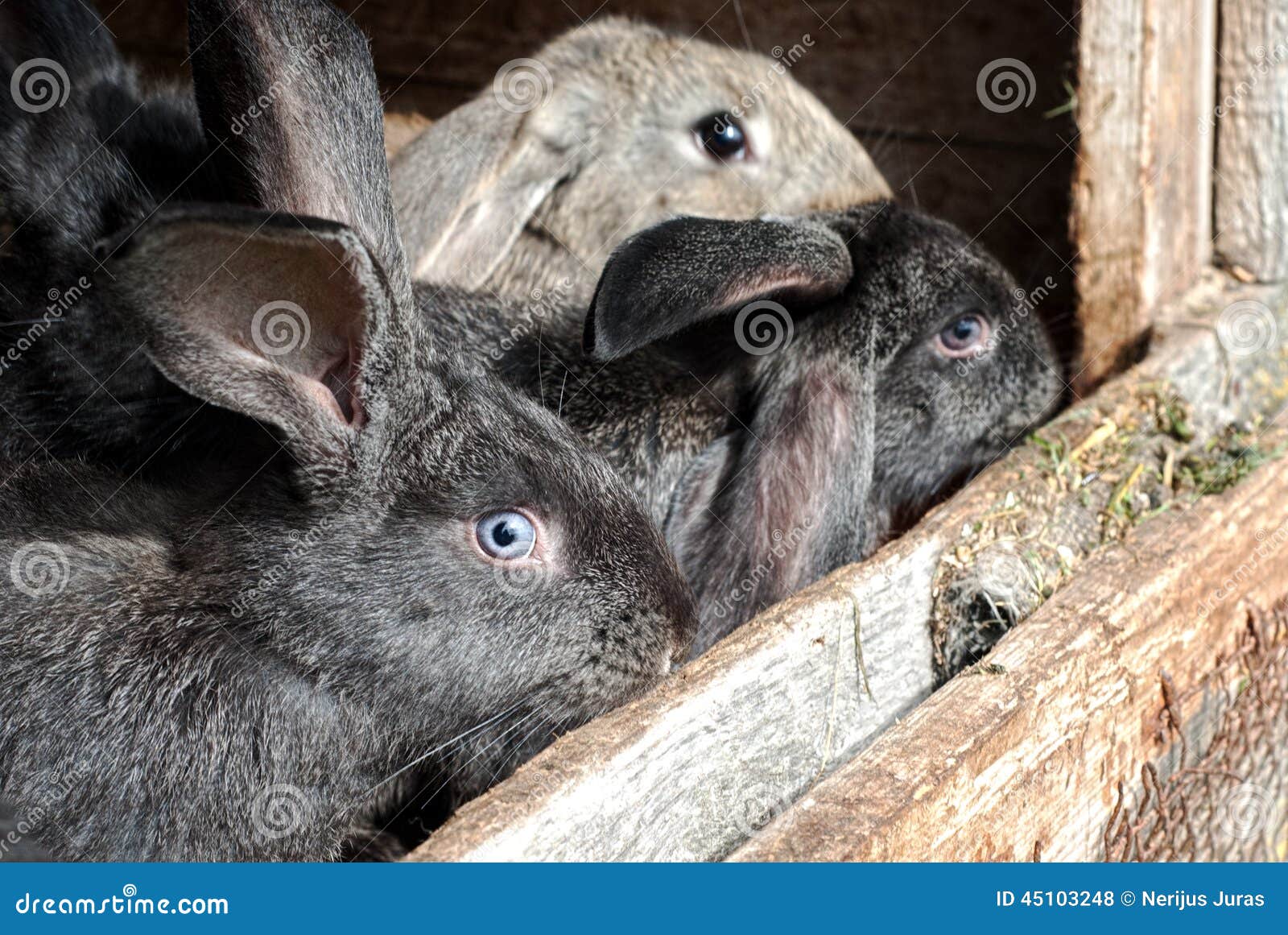 Mother Rabbit with Newborn Bunnies Stock Photo - Image of animal, cute ...