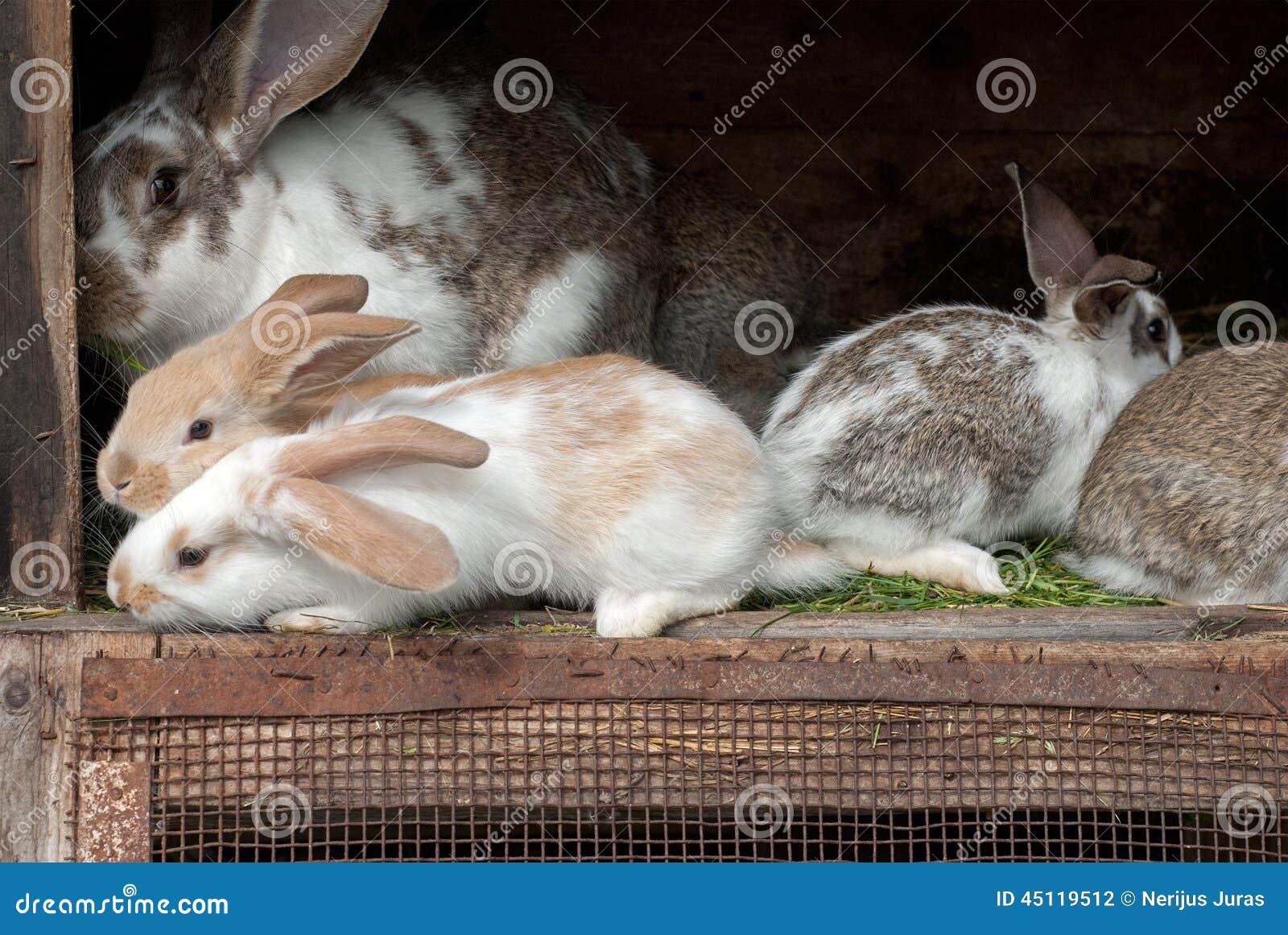 Mother Rabbit with Newborn Bunnies Stock Photo - Image of nature, cote ...