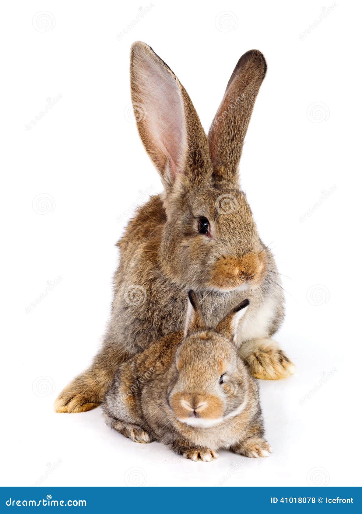 Mother Rabbit with Newborn Bunny Stock Photo - Image of small, adult ...