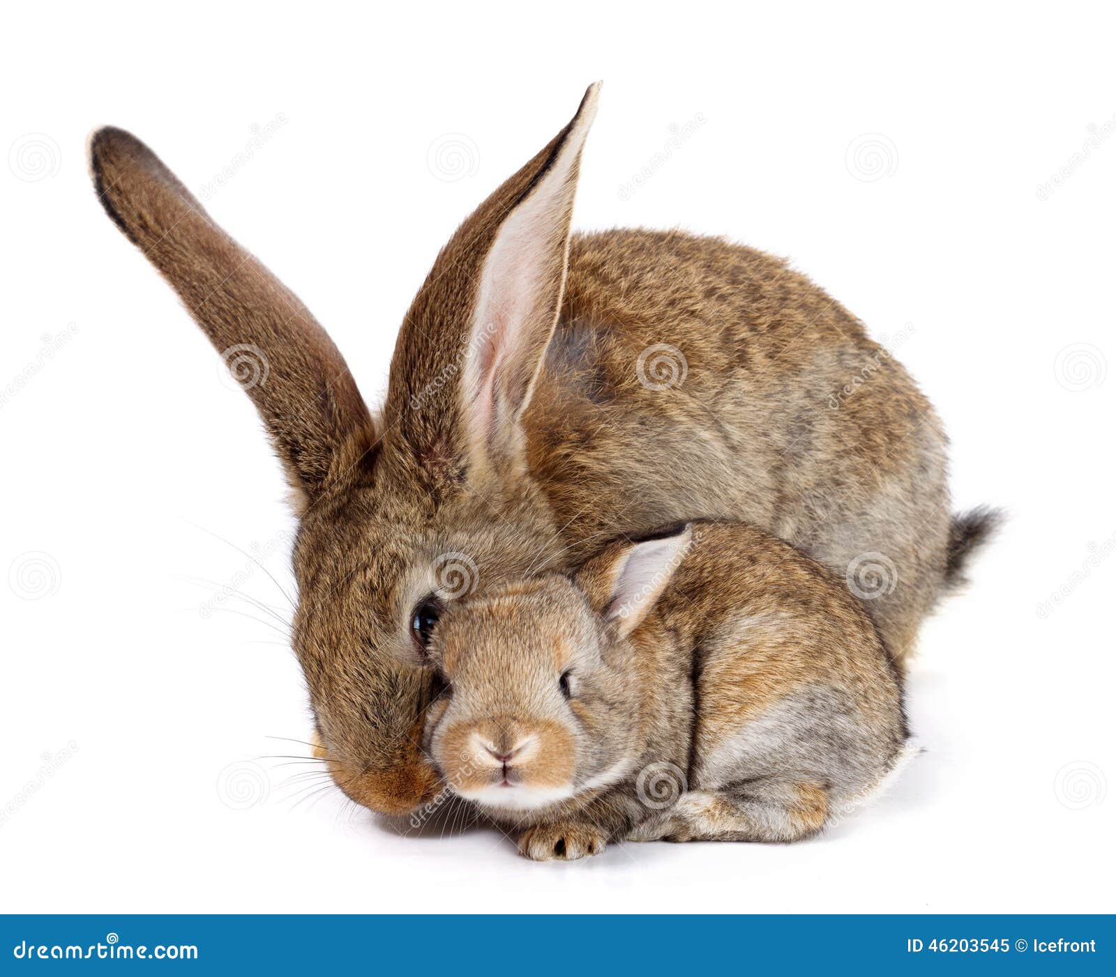 Mother Rabbit with Newborn Bunny Stock Image - Image of ears, fluffy ...