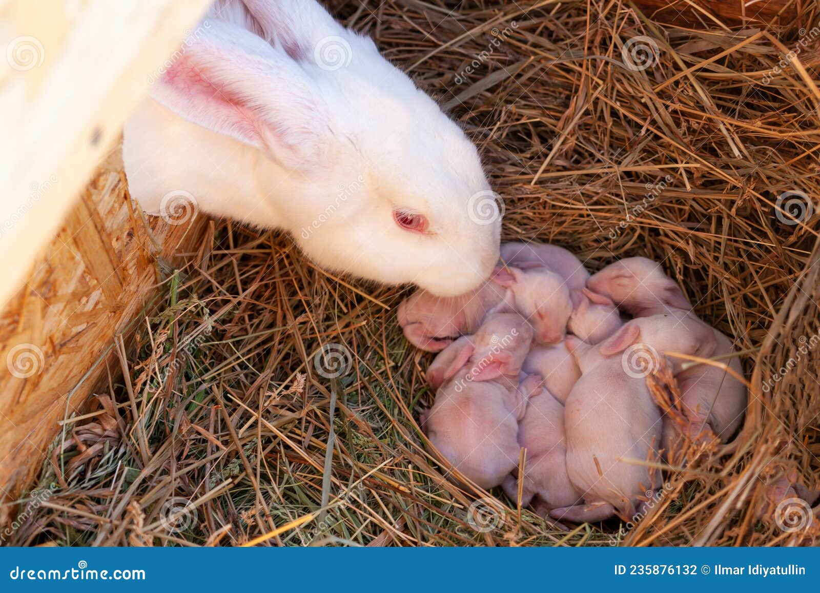 The Mother Rabbit Looks at Her Newborn Rabbits Stock Photo - Image of ...