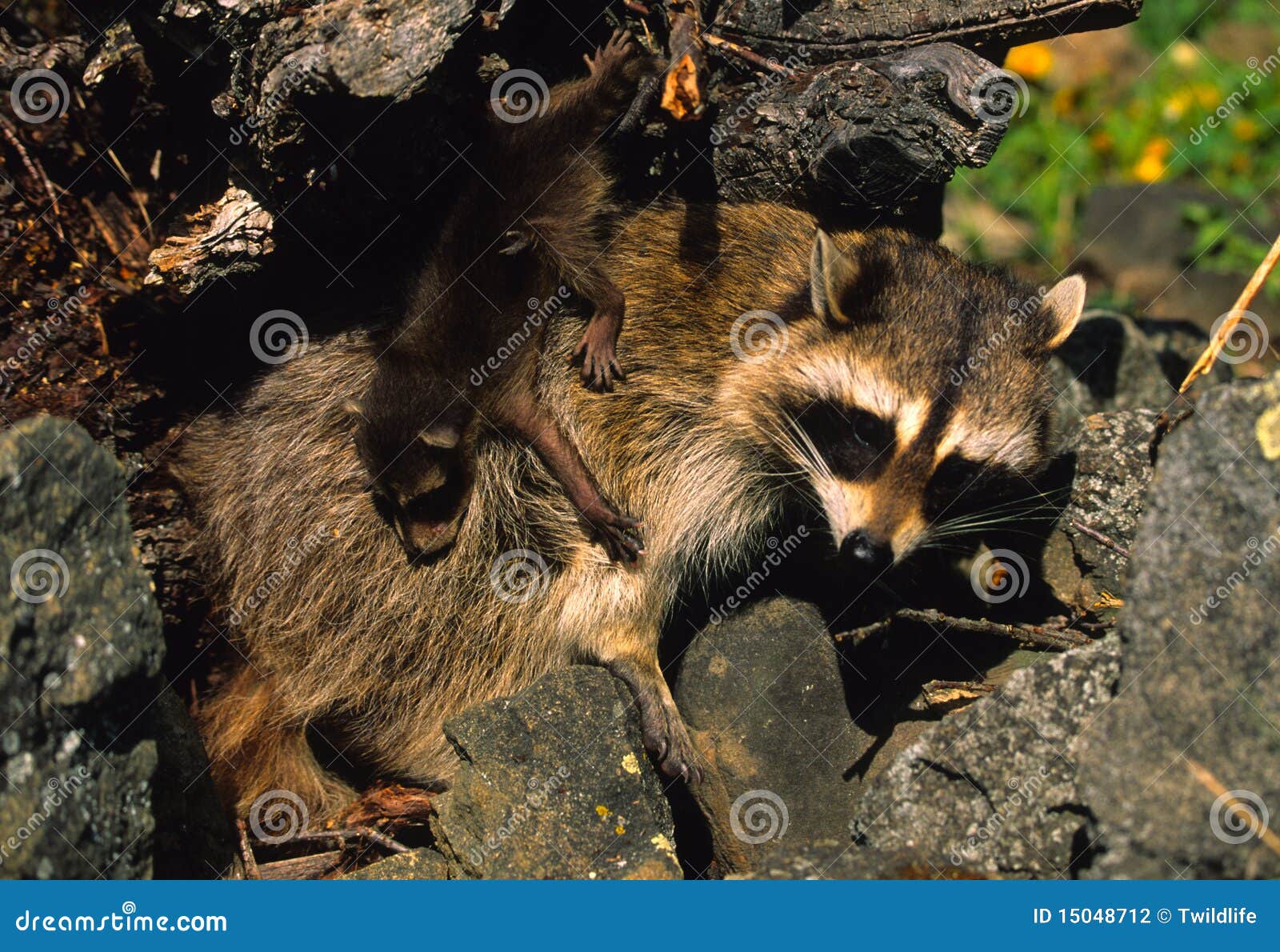 Mother Raccoon with Baby stock photo. Image of urban - 15048712