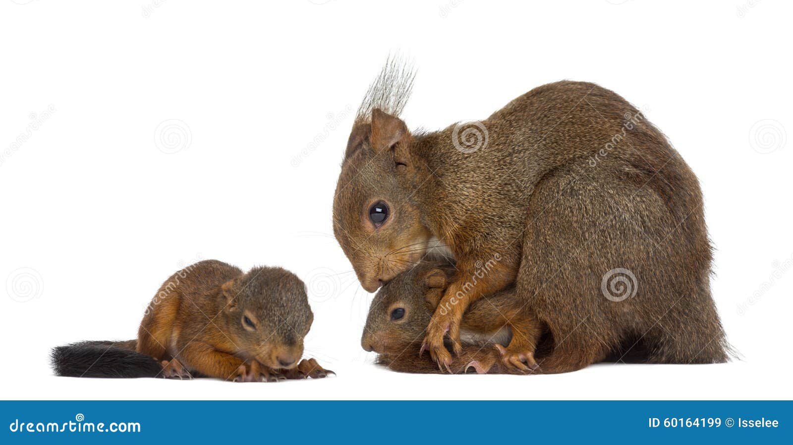 Mother Red Squirrel and Babies Stock Image - Image of profile, squirrel ...