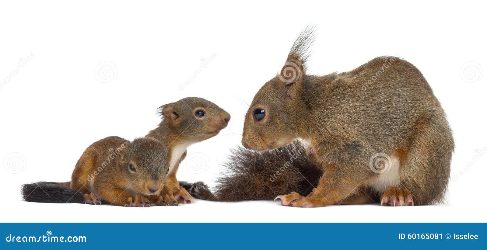 Mother Red Squirrel and Babies Stock Image - Image of domestic, looking ...