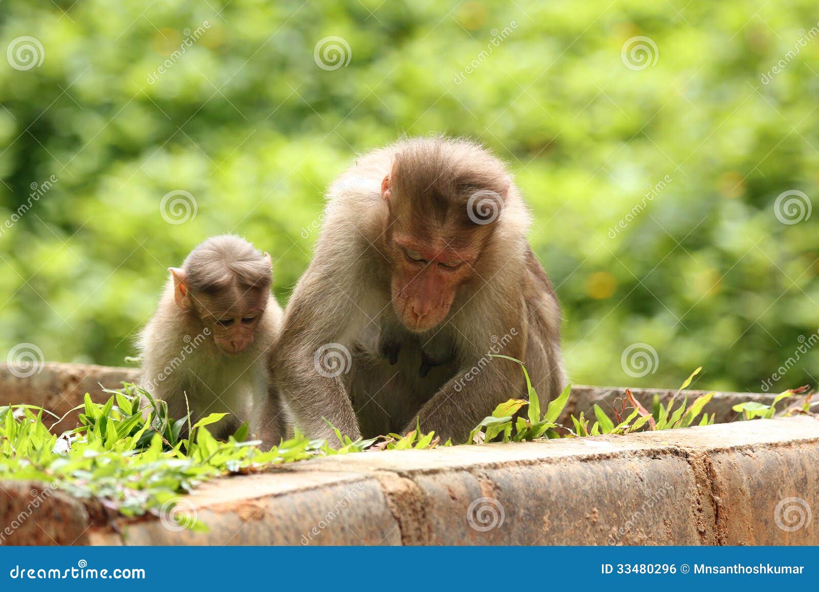 Mother Rhesus Monkey Giving Lessons(teaching) To Her Child Stock Photo ... Mother Rhesus Monkey Giving Lessons(teaching) To Her Child Stock Photo ...