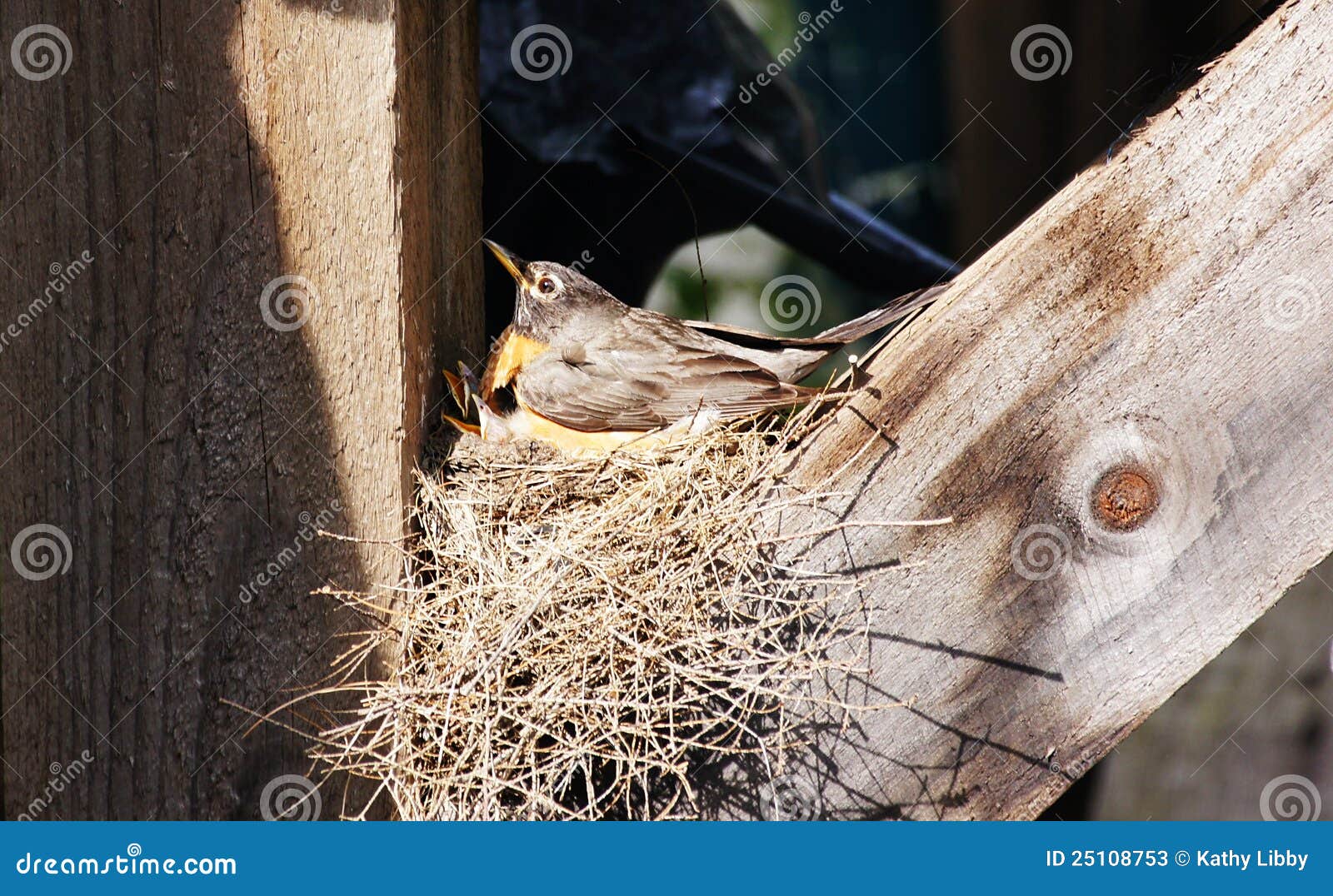 Mother Robin and Babies stock image. Image of open, mother - 25108753