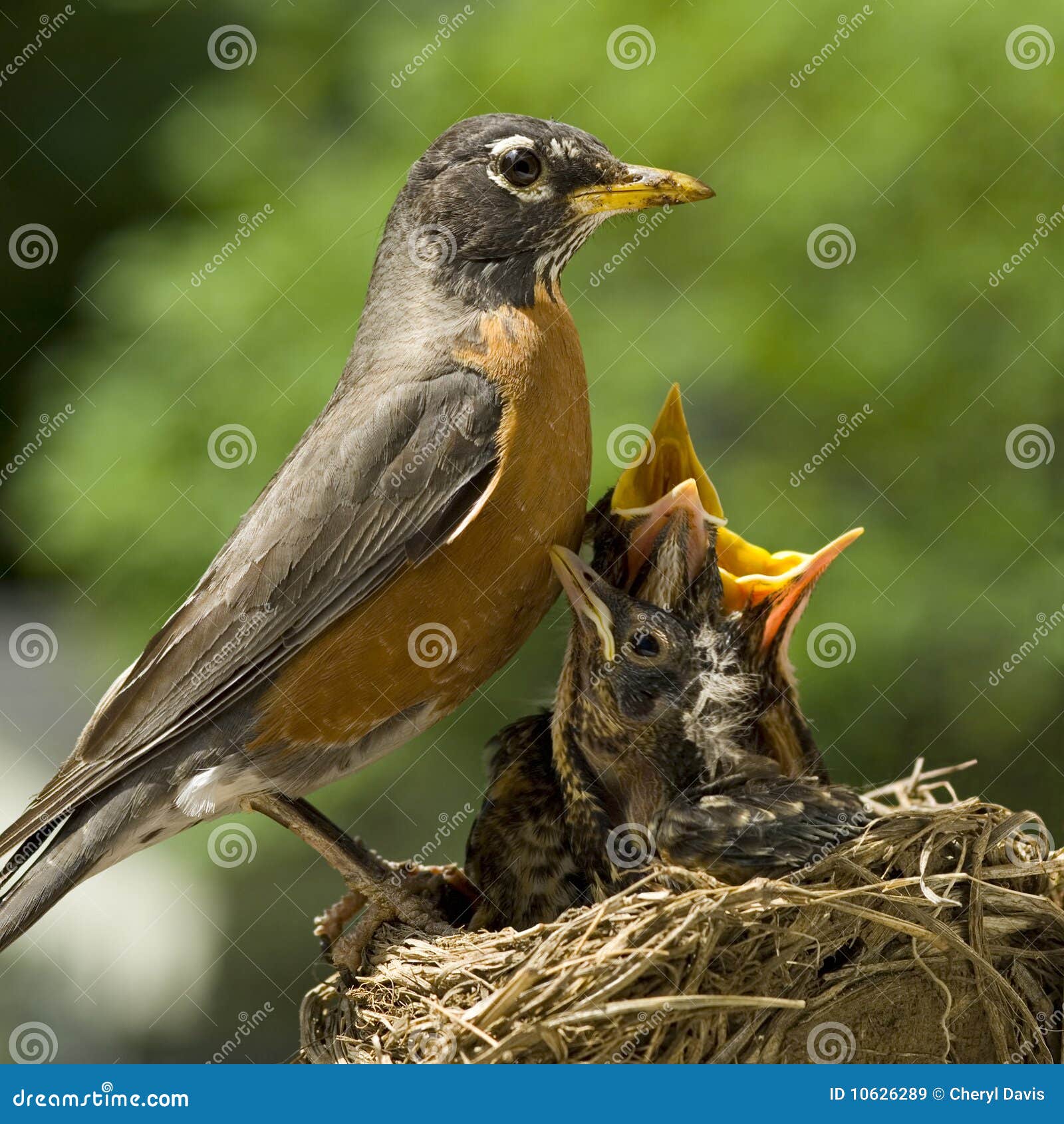 Mother Robin And Babies In Nest Royalty Free Stock Images - Image: 10626289