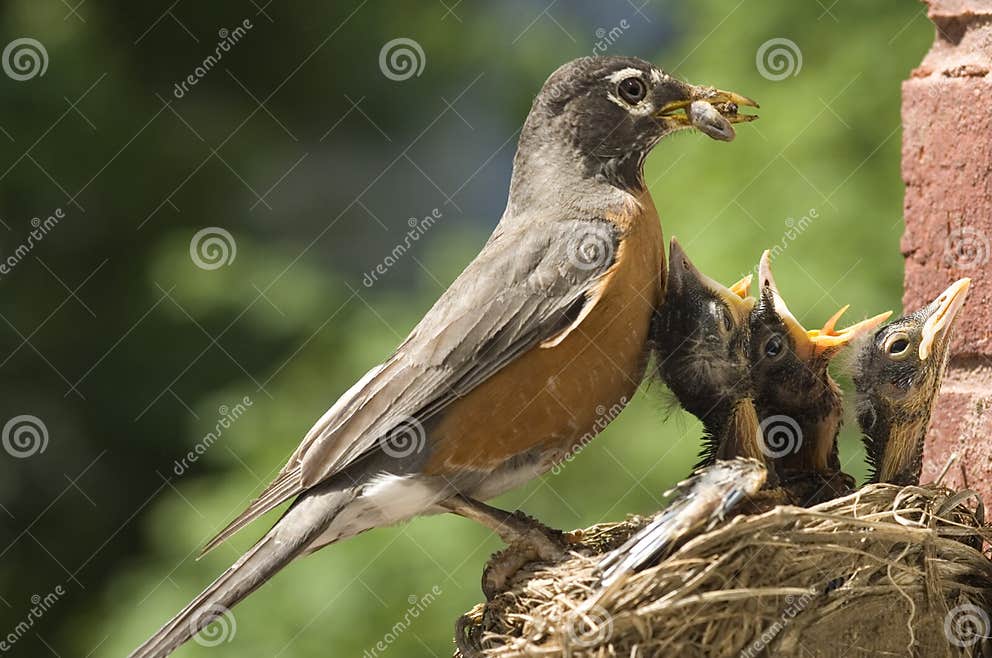 Mother Robin Feeding Babies Stock Photo - Image of hatched, awake: 8616542
