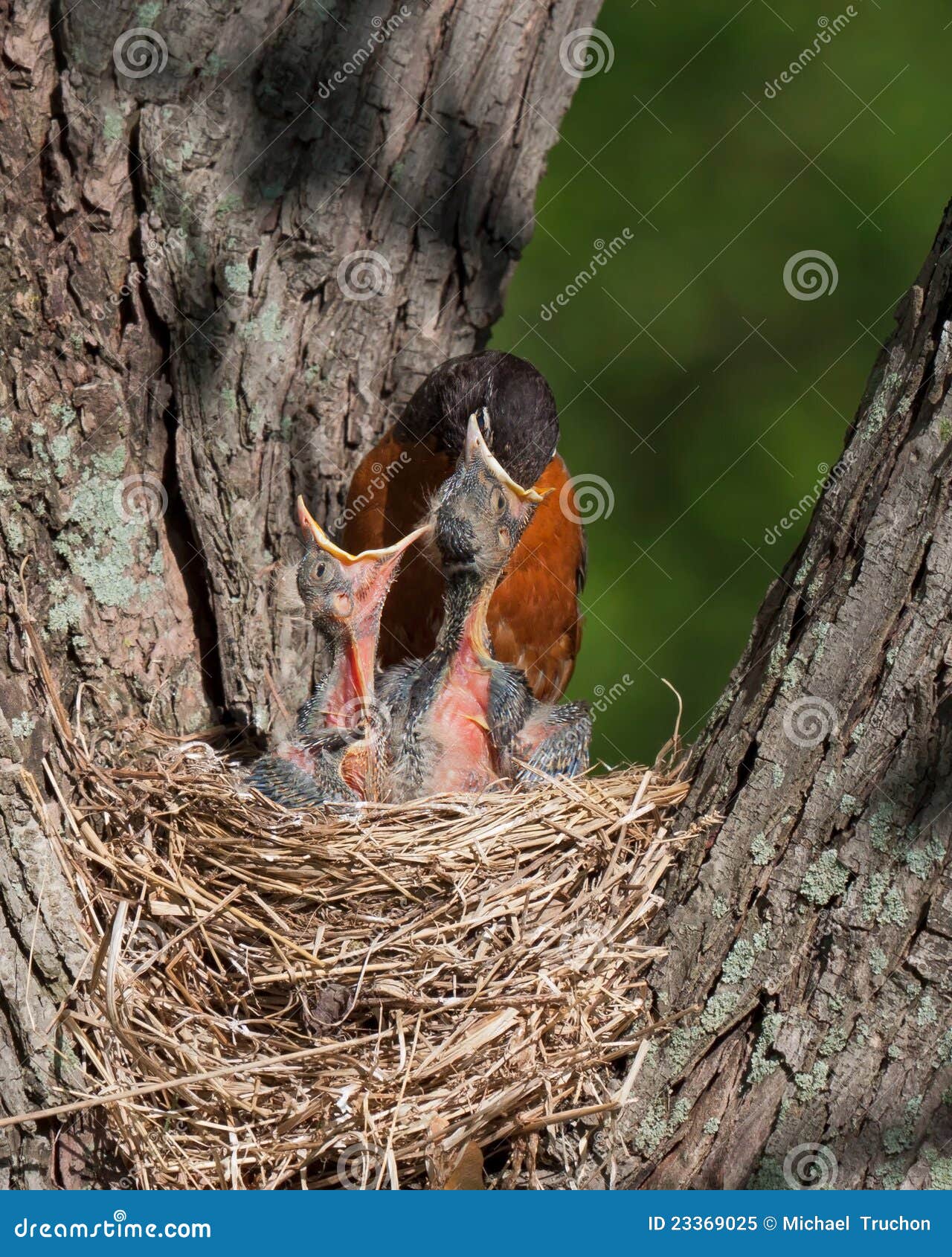 Mother Robin with Head in Mouth of Baby Stock Image - Image of bird ...