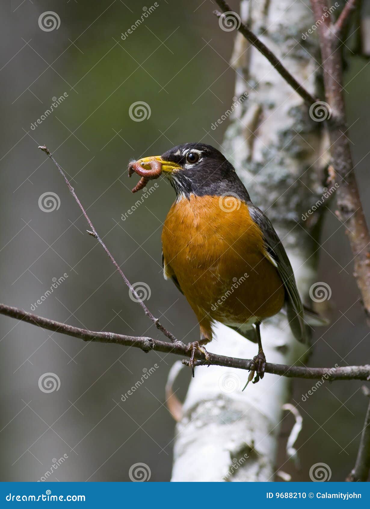 Mother Robin Feeding Babies Worms Stock Photography | CartoonDealer.com ...