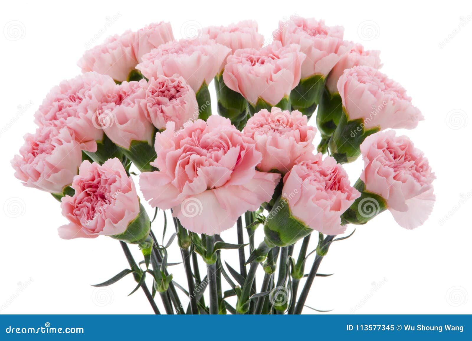 Mother`s Day Carnations Pink Carnations Stock Image Image Of Back