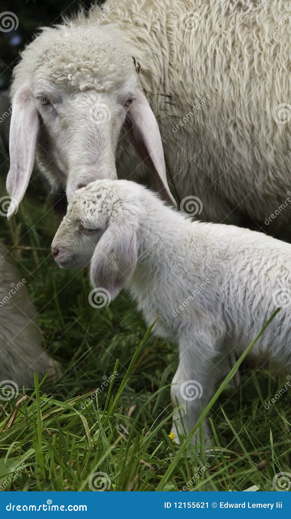 Mother Sheep And Her Lamb Drinking Milk In Spring Royalty-Free Stock ...