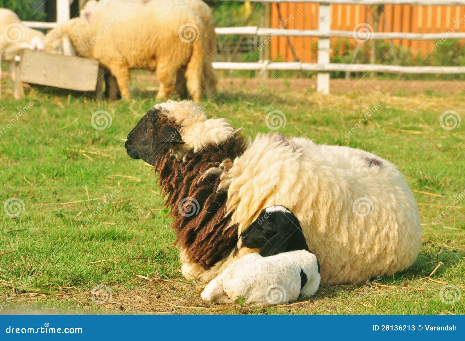 Mother Sheep and Her Lamb in a Farm Stock Image - Image of family, food ...