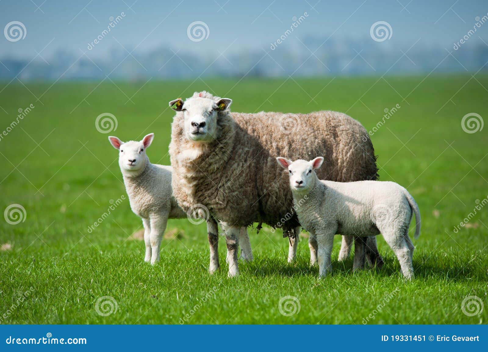 Mother Sheep And Her Lamb Drinking Milk In Spring Royalty-Free Stock ...