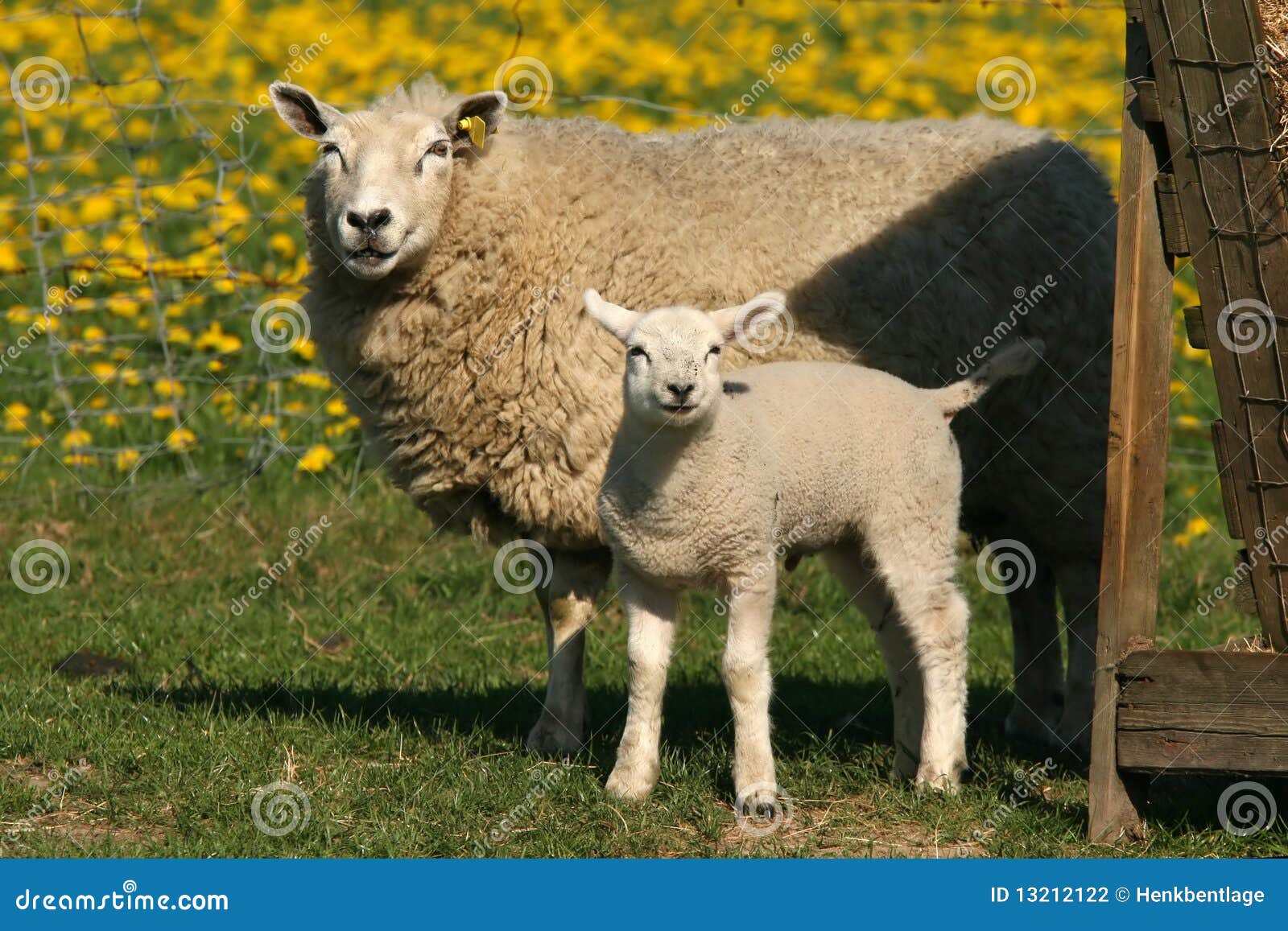 Mother Sheep and Little Lamb Looking at You Stock Photo - Image of ...