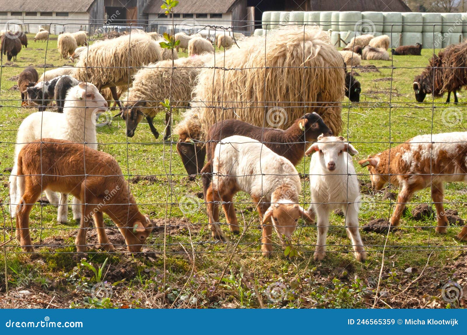 Mother Sheep and Many Lambs Stock Image - Image of spring, green: 246565359